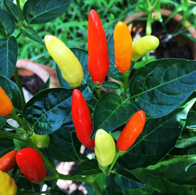 Plant de piment Tabasco - Les plants de Caro et Jo
